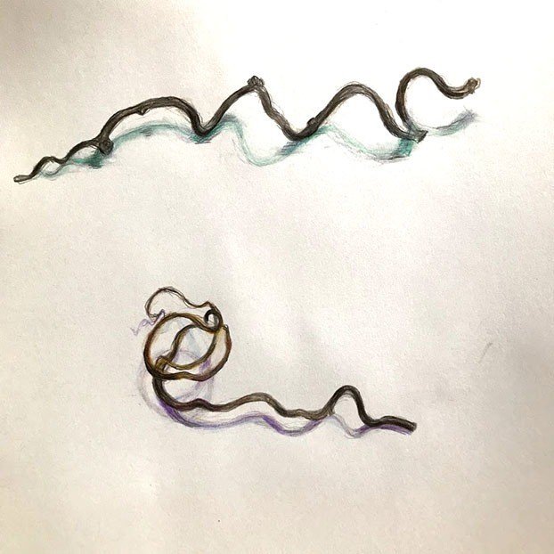 自然のかたち｜Kumiko Ogi｜note