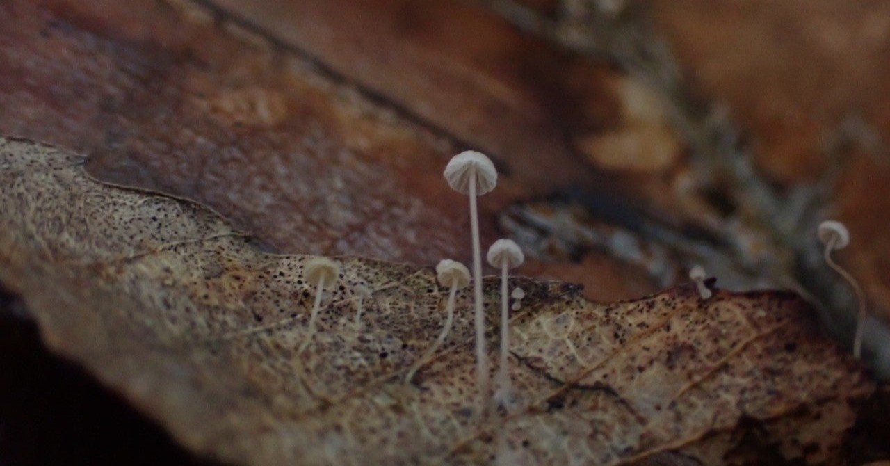 無題小説｜rou kodama｜note