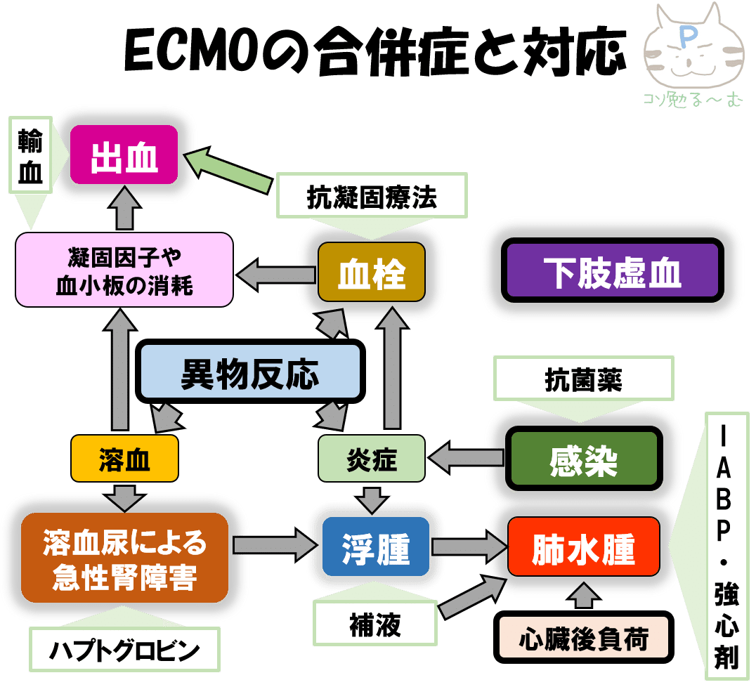 【出血・穿刺部トラブルだけじゃない】VA-ECMO（PCPS）の合併症まとめ【異物反応がポイント】｜循環器Drぷー