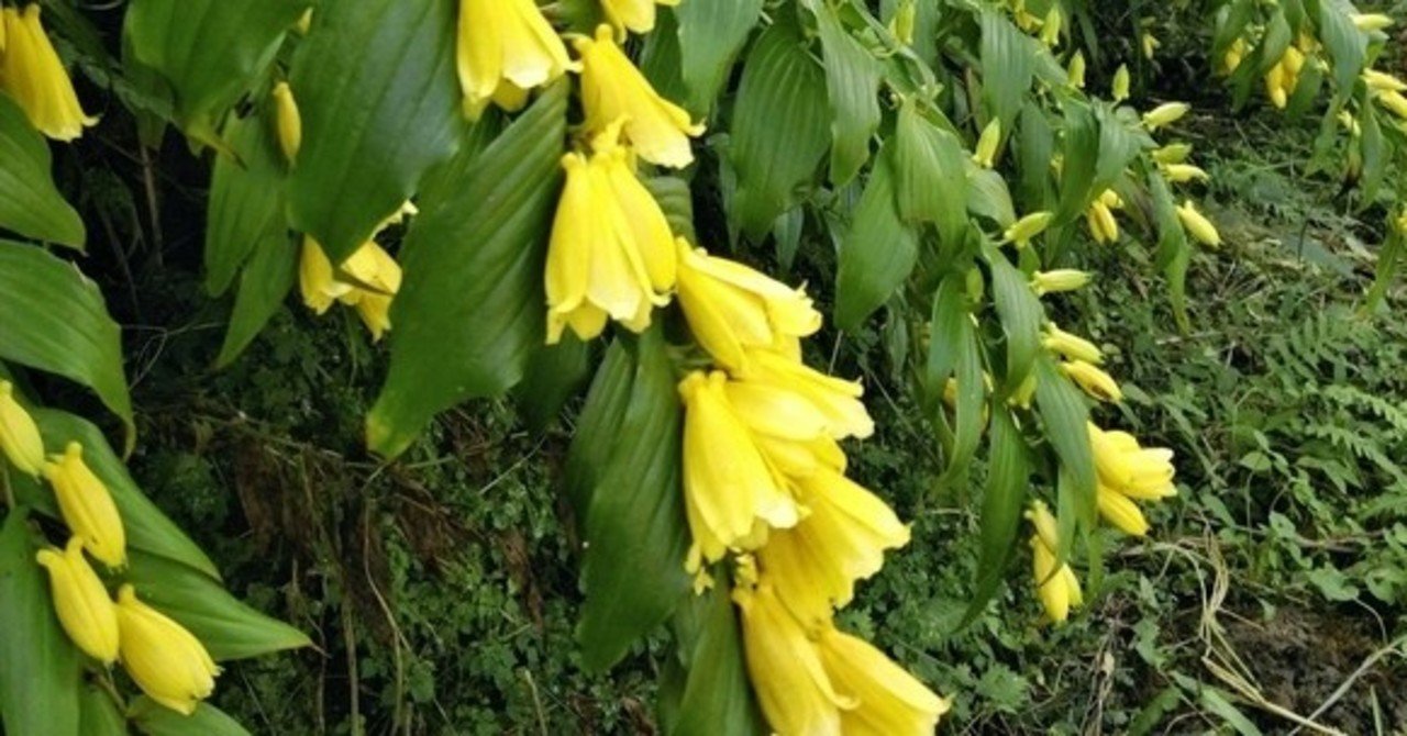 声が聞きたくて｜かすみ