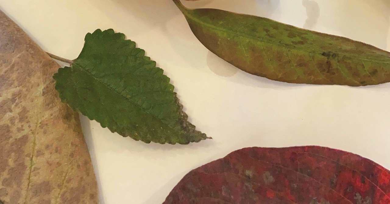 Coliferおえかきくらぶ…つい忘れてしまう「見ること」。｜工田春｜note