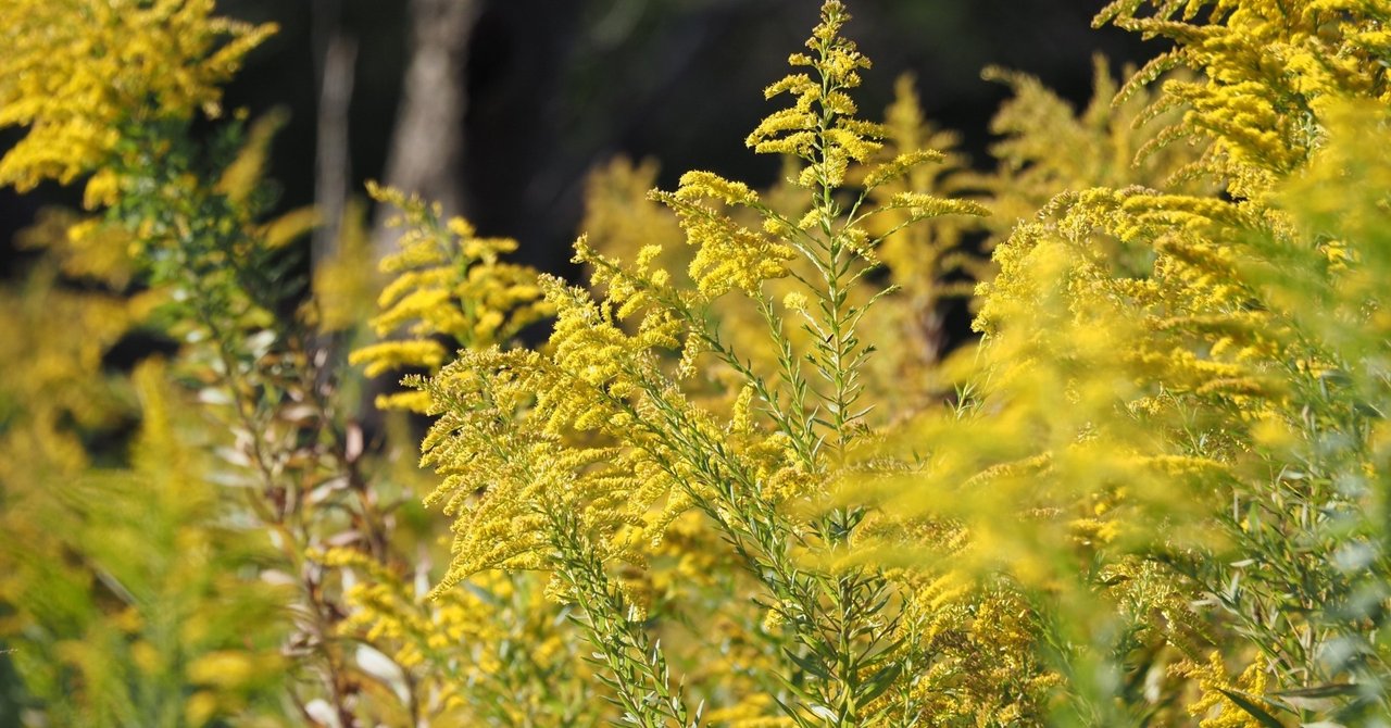 11/16-11/21までのまとめ｜Akio Wada｜note