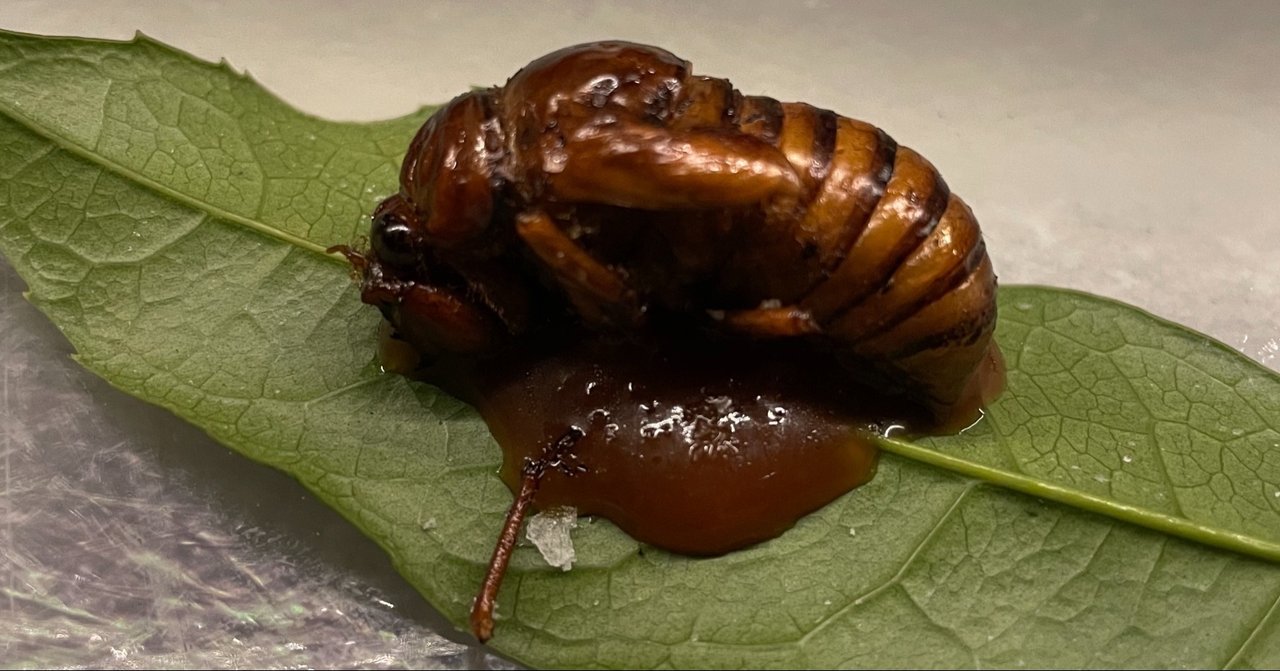 ANTCICADAで昆虫を食べてきました。｜三野輪 慎太郎 / Shintaro Minowa