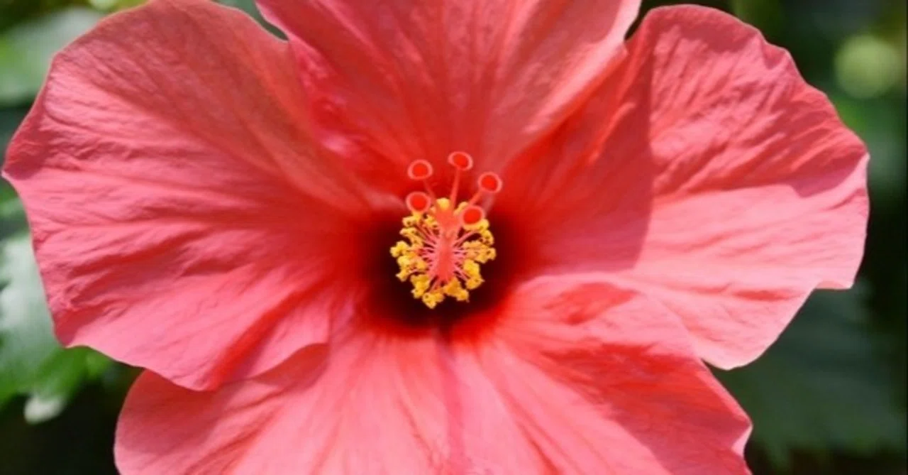 the Goddess of hula Laka｜Junko