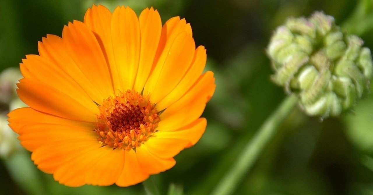 秋冬になると高まるカラエク熱。オレンジマツエクがしたい！｜yuimochi