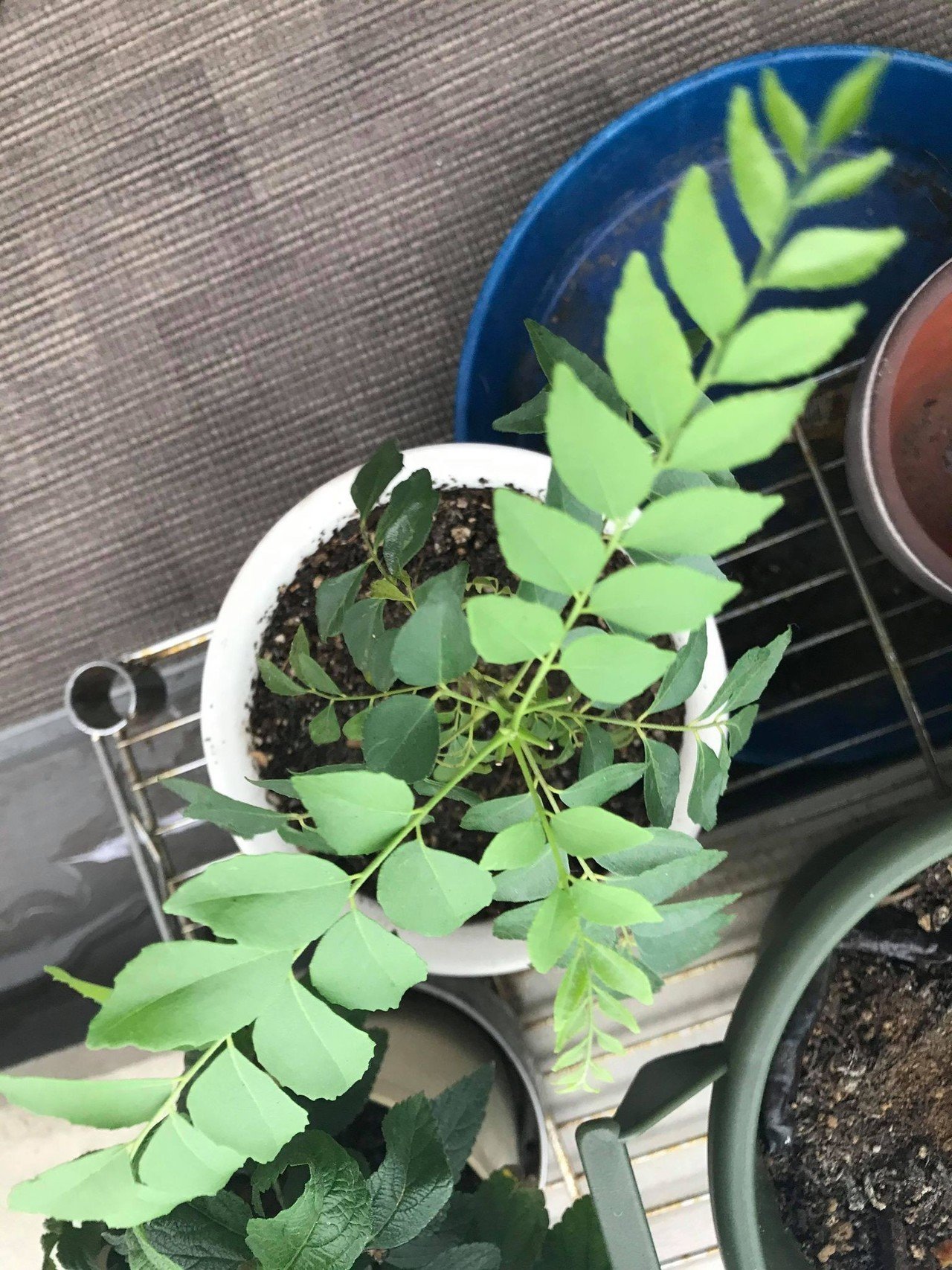 カレーリーフを育てる人=カレー作りにどっぷりはまってる人 カレーリーフを育てる人=カレー作りにどっぷりはまってる人