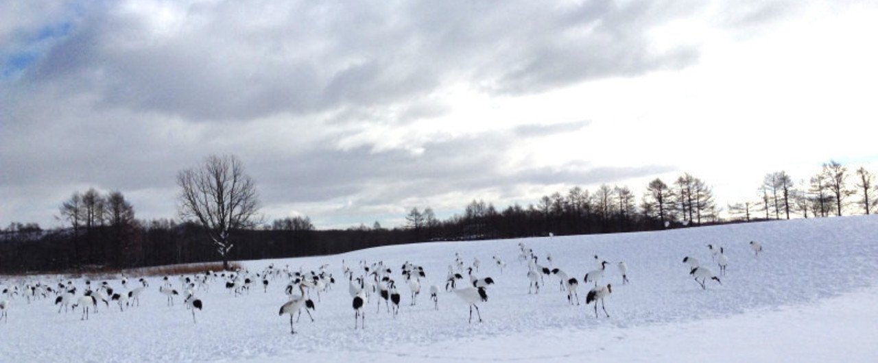 Cheers to 2017!｜中村真実／Mami Nakamura｜note