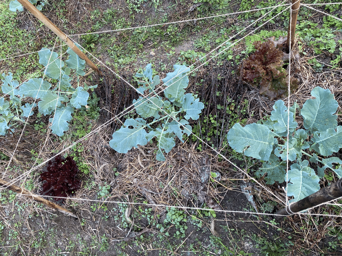 Vol. 52 ブロッコリーを守れ！ブロッコリーの害虫、鳥対策をする。｜koikeの菜園日記