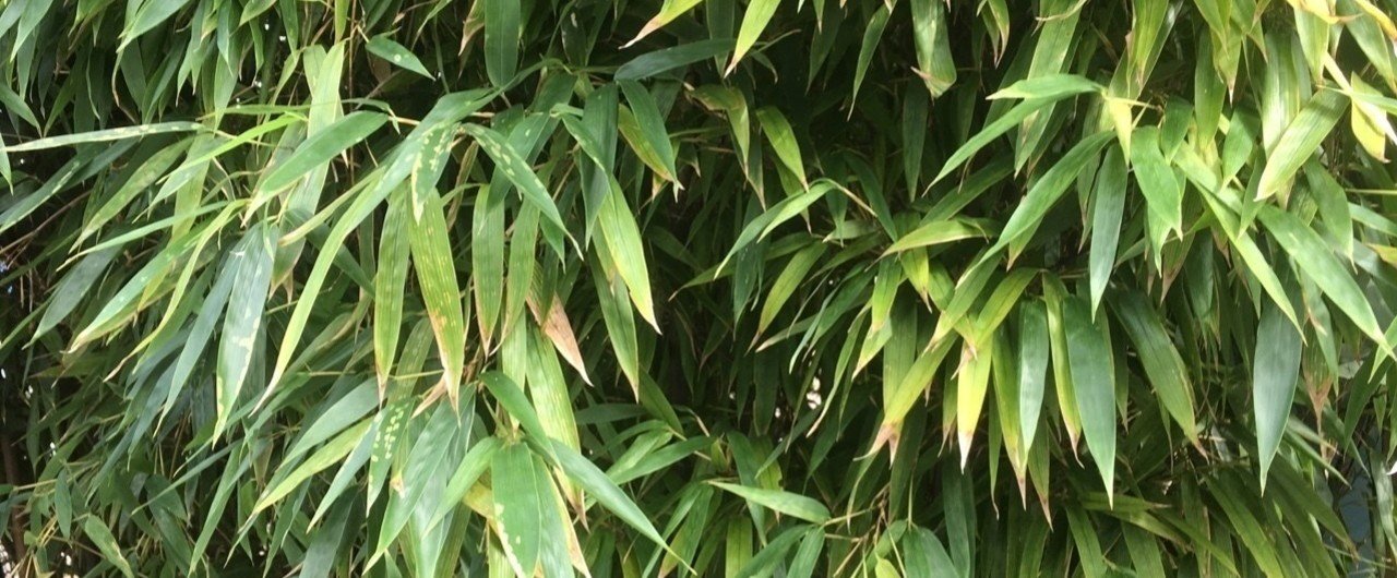 鏡花幻想行 第一話 夜行｜Haruki Rheinhardt Amanuma ｜note