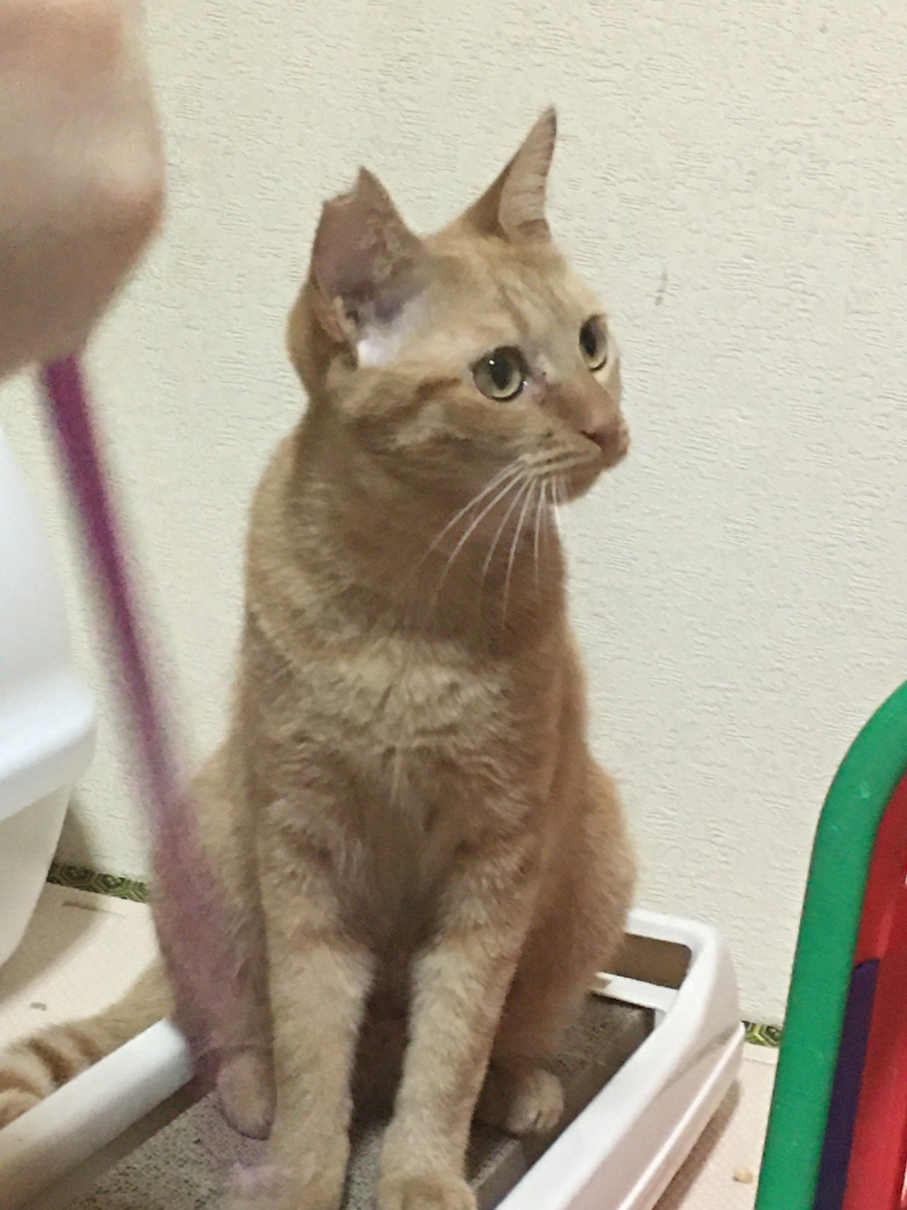 ニャンズとの距離感｜hatukaはつか｜note