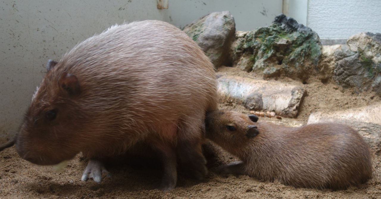 かわいい赤ちゃんになるまで｜ひさの