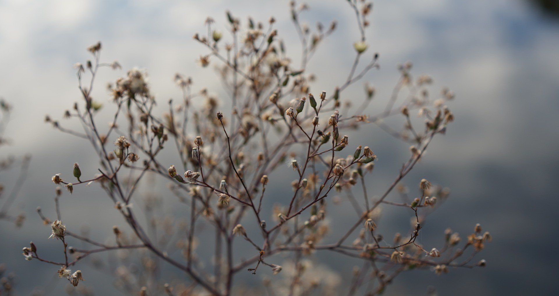 Moccasin Telegraph｜note