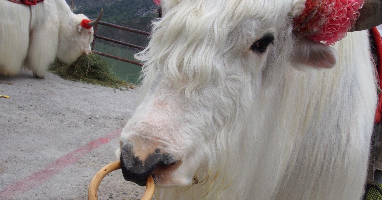 はじめての入院＆手術 (卵巣嚢腫) その10 ~ 入院1日目 午後~｜ねこぜ