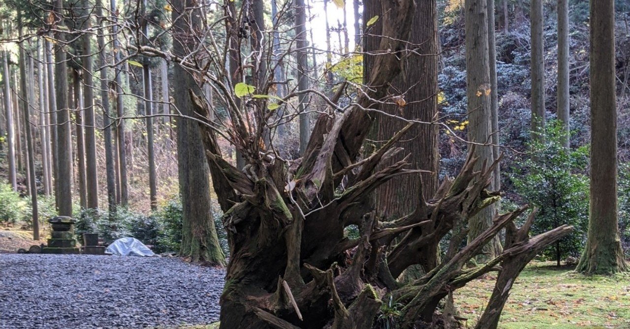 生まれなおし｜cosmic gypsy ゆか