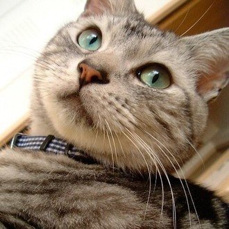 InDesign 「パッケージで孫リンクの画像まで収集できる」 スクリプト｜DTP Script note