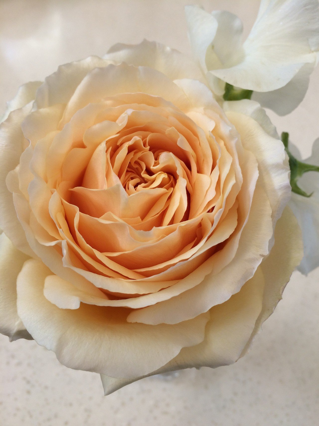 12月12日(土)｜ROKO｜note