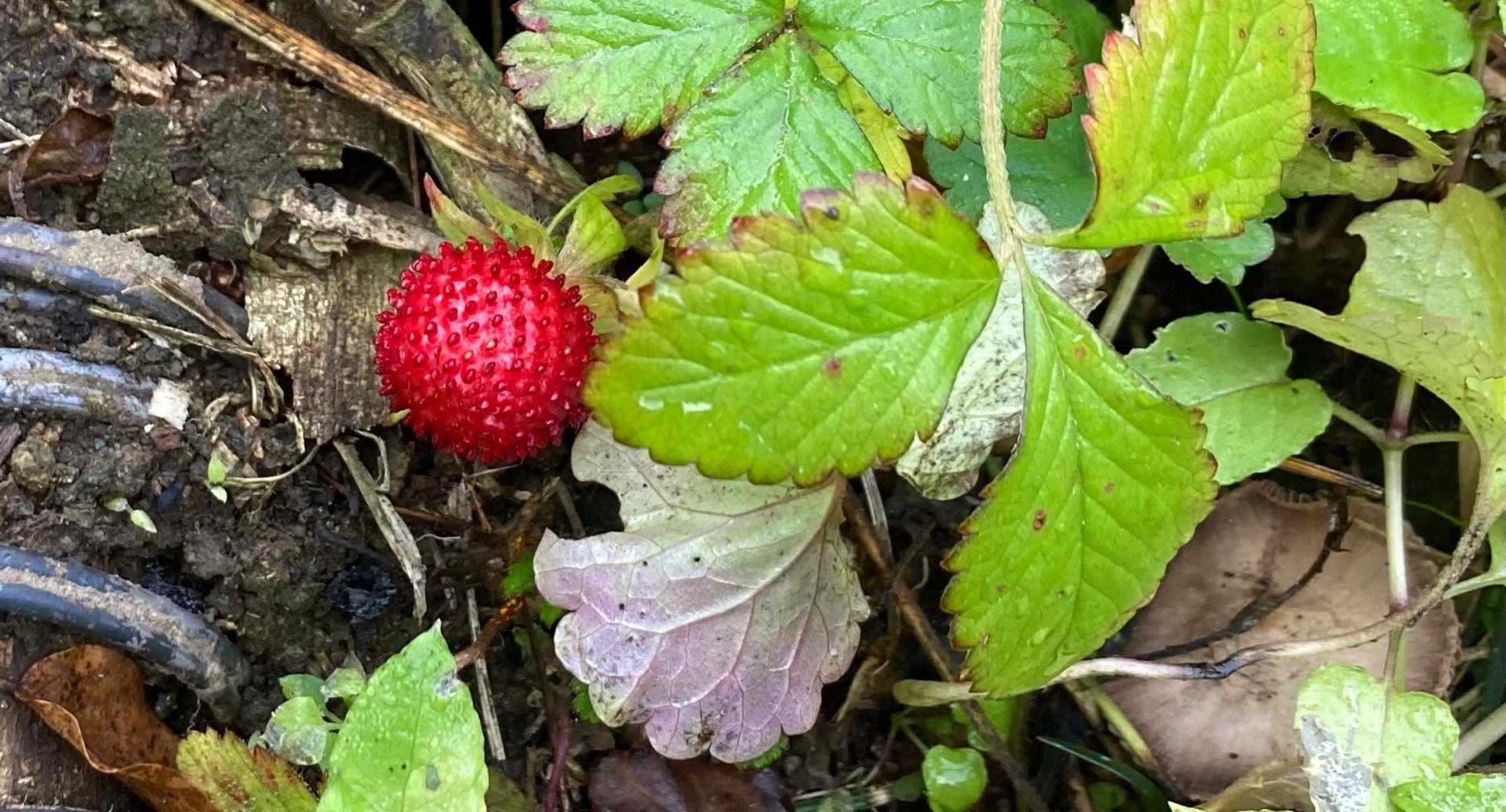 山のこと｜kanae_kouno｜note