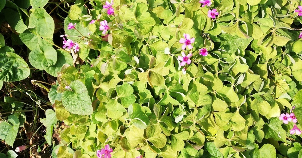 かわいいふたり、愛おしいふたり｜pichi114｜note