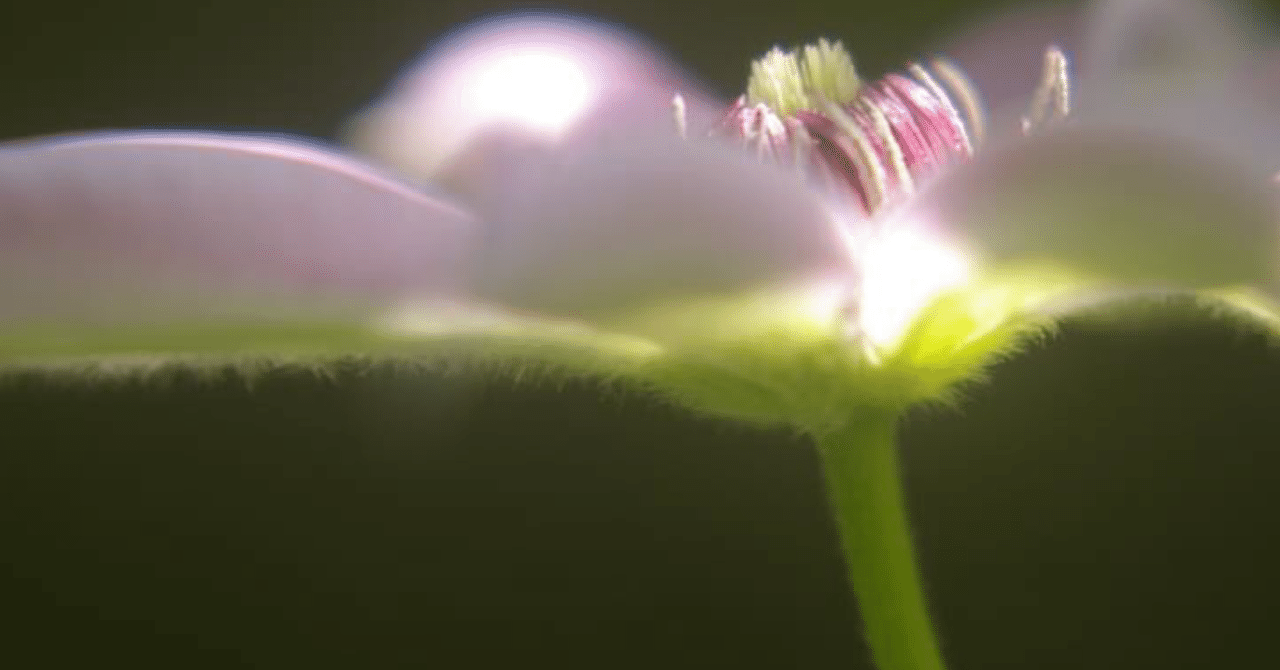 美の玉を秘めた命。・。・。・｜Cosmic Suzu｜note