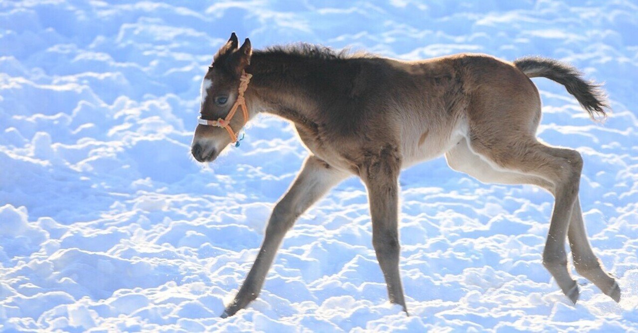 2021/01/05 WIN5予想｜ほんまぐろ｜note