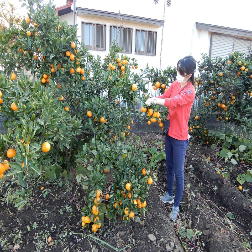 人と地域を元気にする地産地消の給食改革！【第3弾＝東京都「ふじようちえん」①】｜合同出版｜note