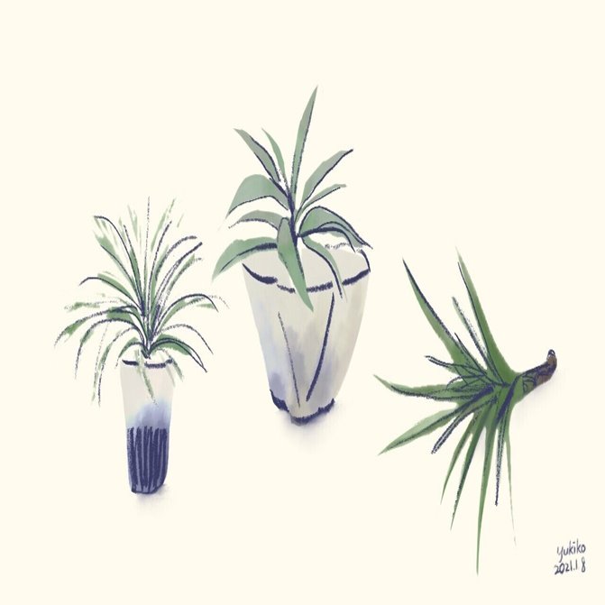 エアープランツ｜Yukiko ｜ Archive note