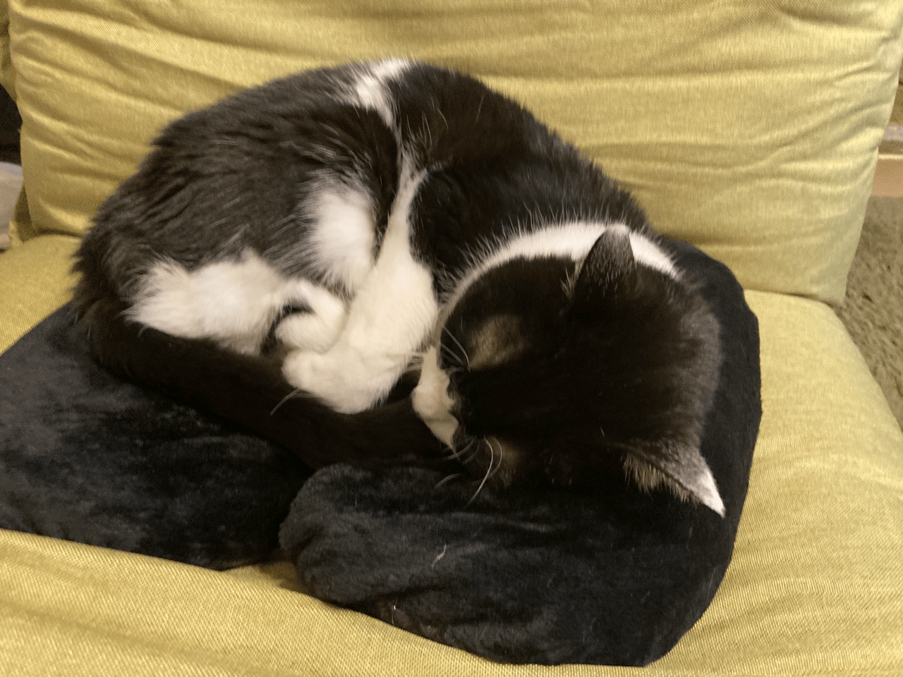 catlogを買ったよ｜sizima