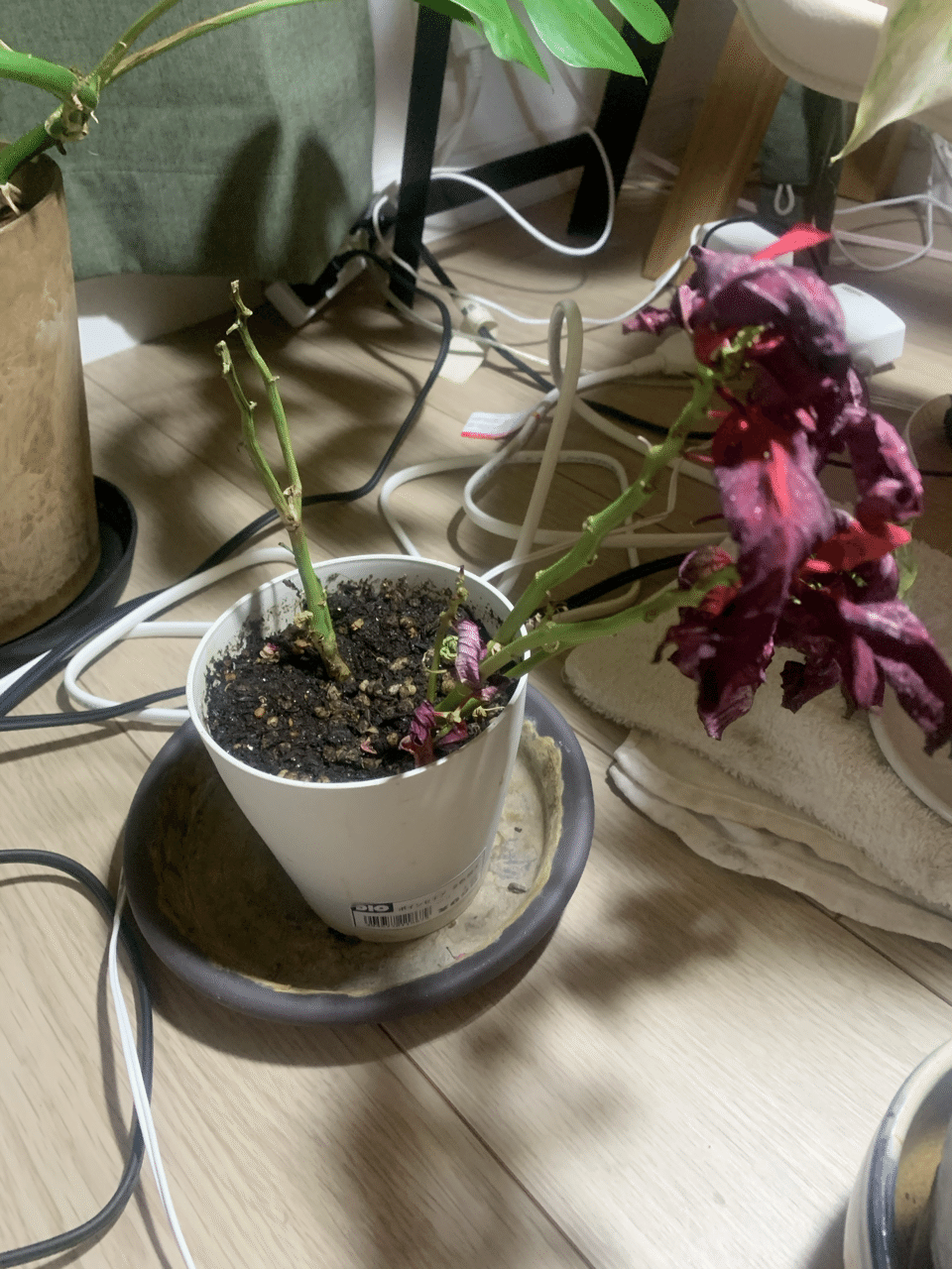 頑張れポインセチア｜KYONCY