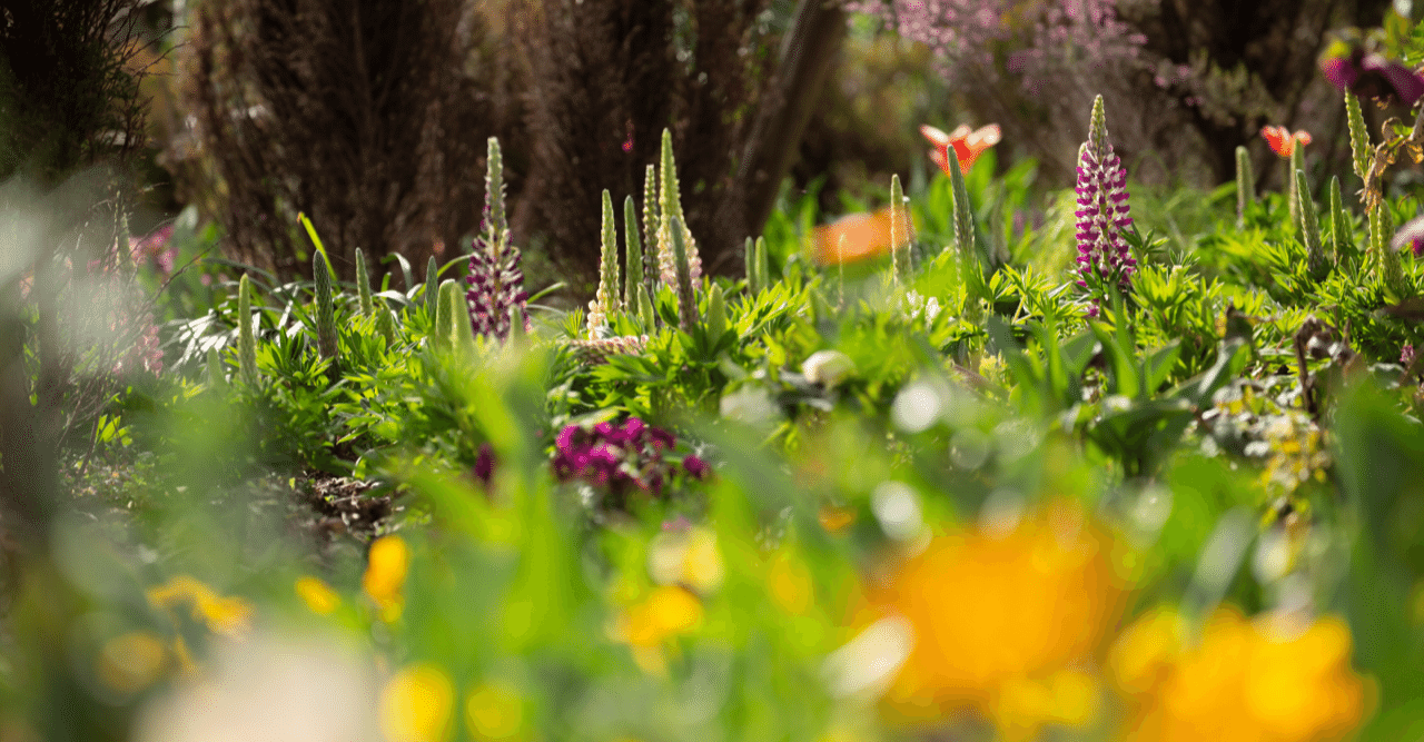 森が一番だった僕くらいはせめて｜湊谷翔-Minatoya Kakeru-