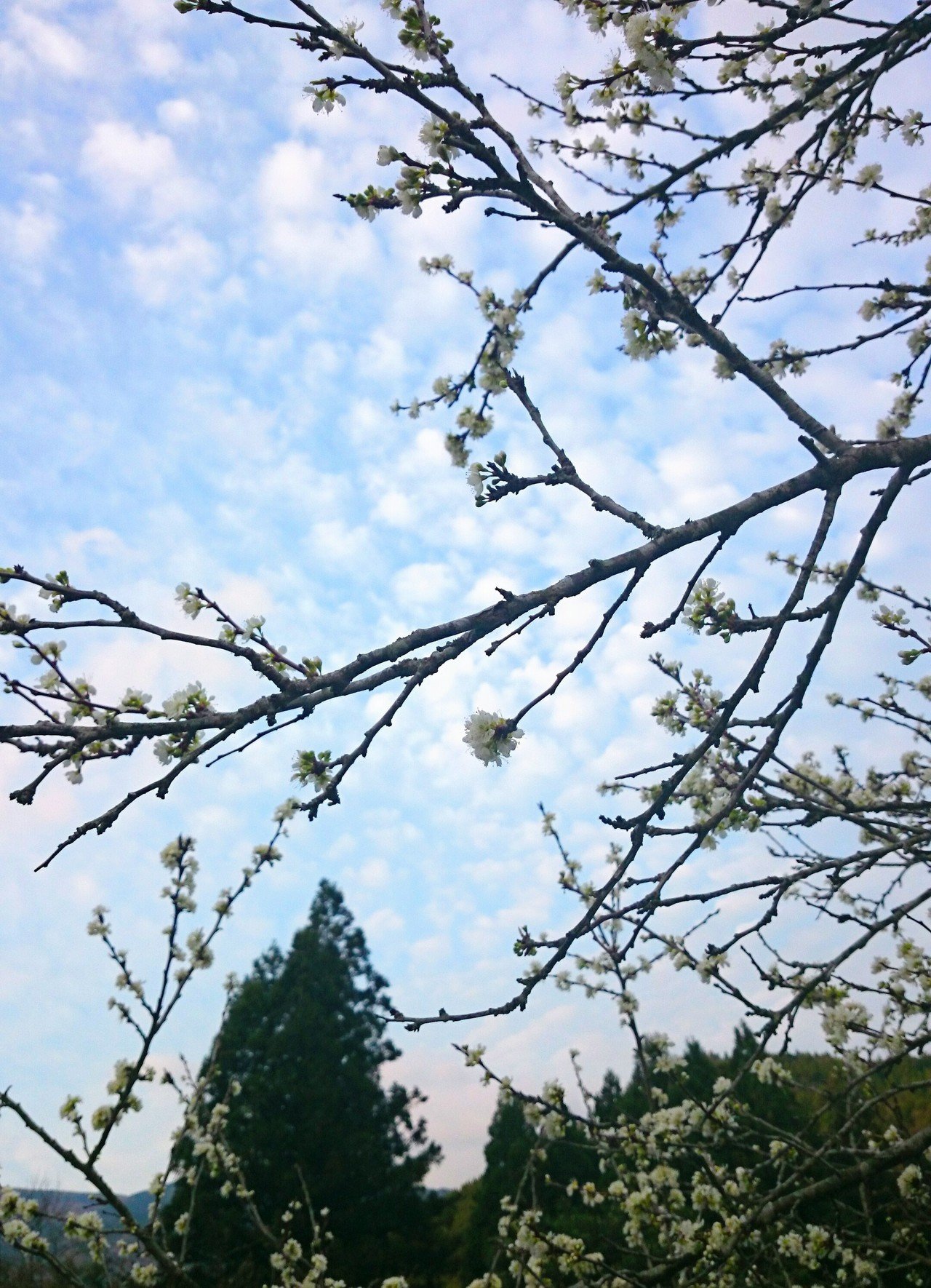 おはようございます(*´︶`*)ぽわぽわぽわな朝｜もも【花写真・棚田写真】