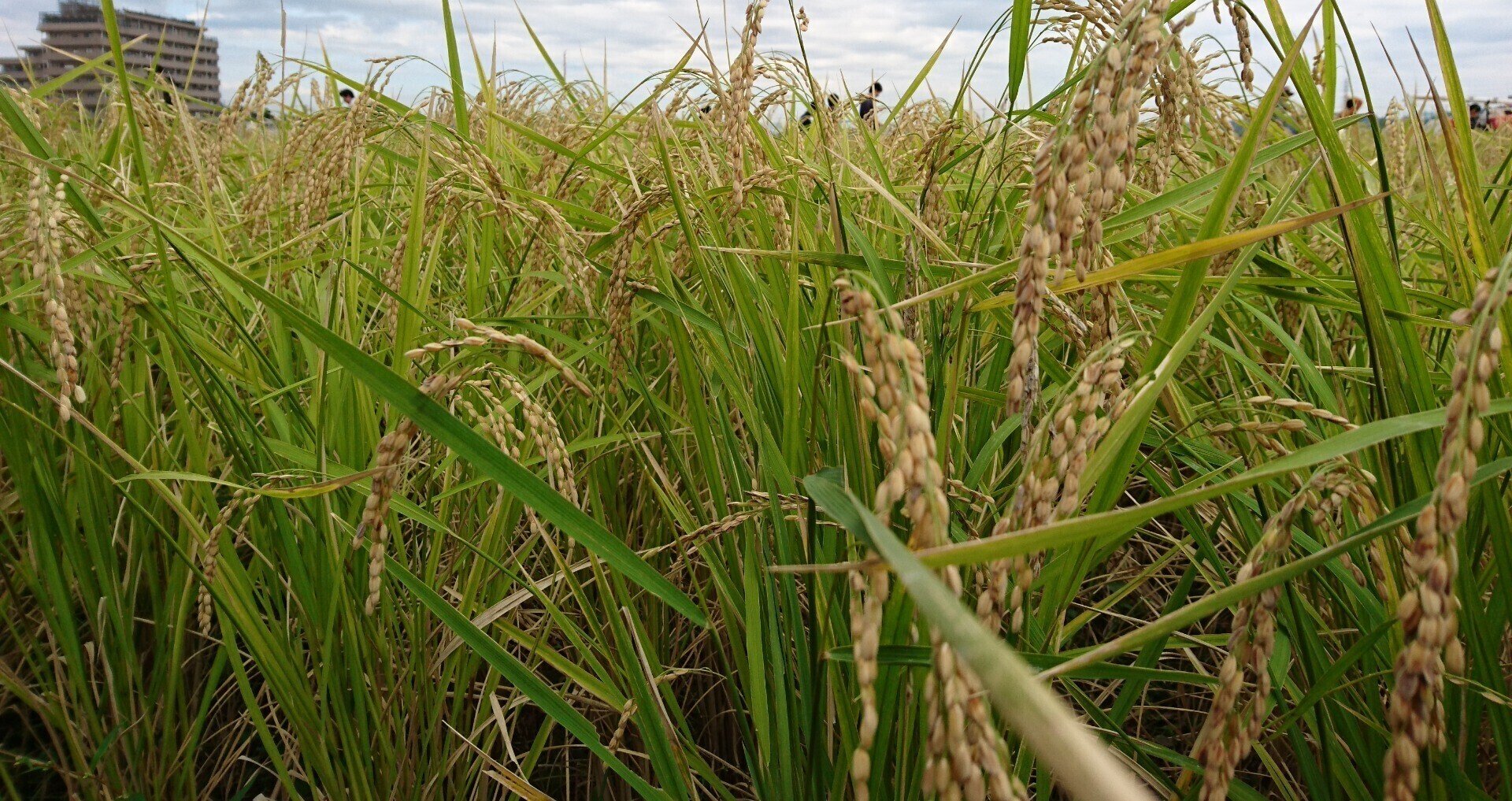 内田 潤（jun uchida）｜note