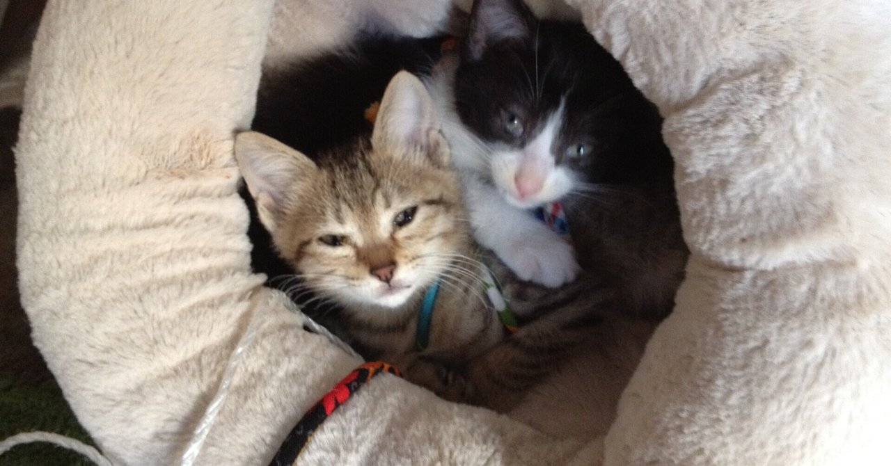 助かるいのち｜NPO法人あおぞら