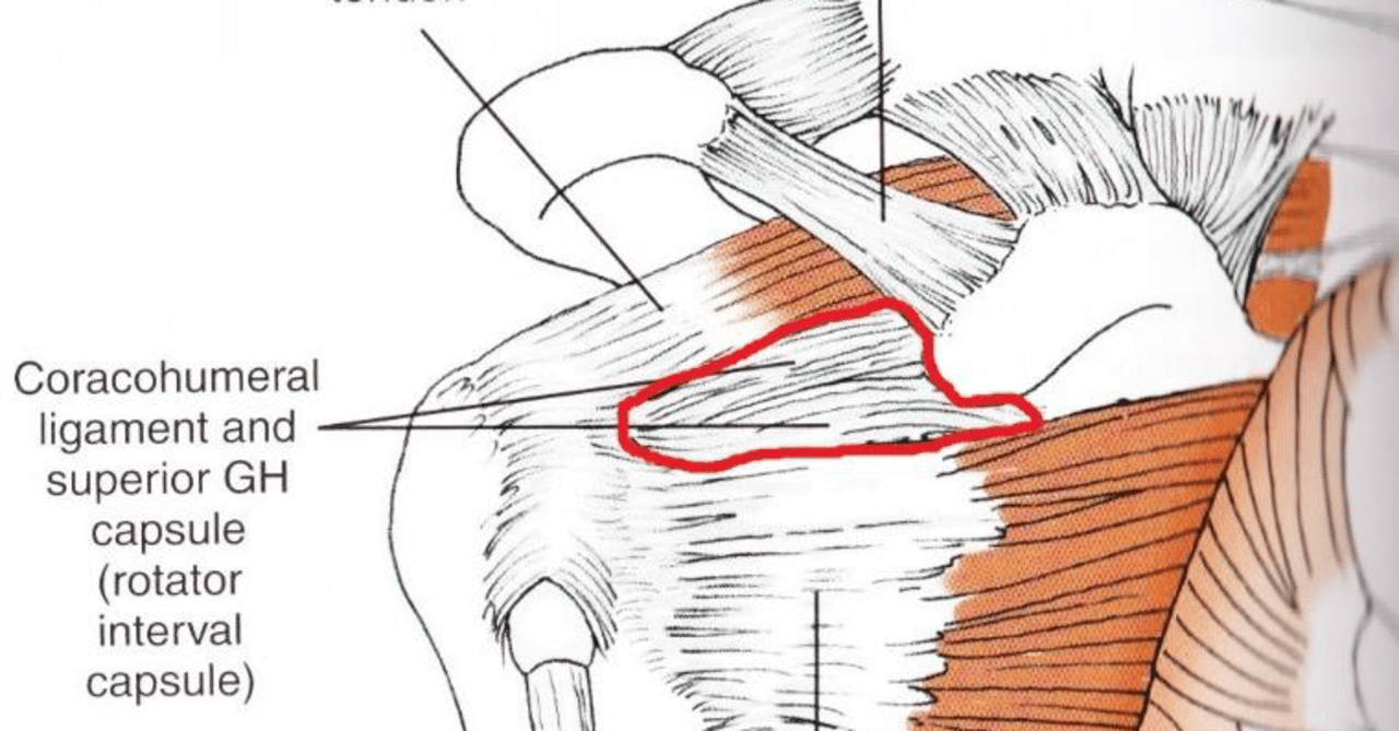 【肩関節屈曲運動と烏口上腕靭帯の関連性】｜Masashi.Anzai~動作･身体の専門家~｜note