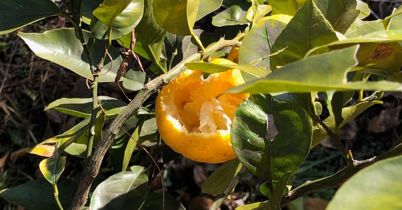 カボス｜retugg｜note