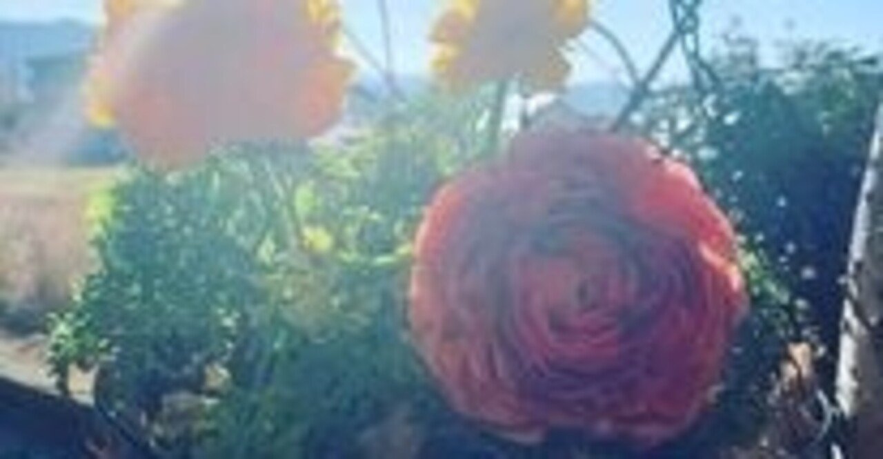 ラナンキュラス｜TERRA-SACHI