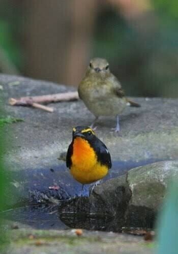 第1466回 雌雄ともにさえずる鳥 ⑴｜翆野 大地