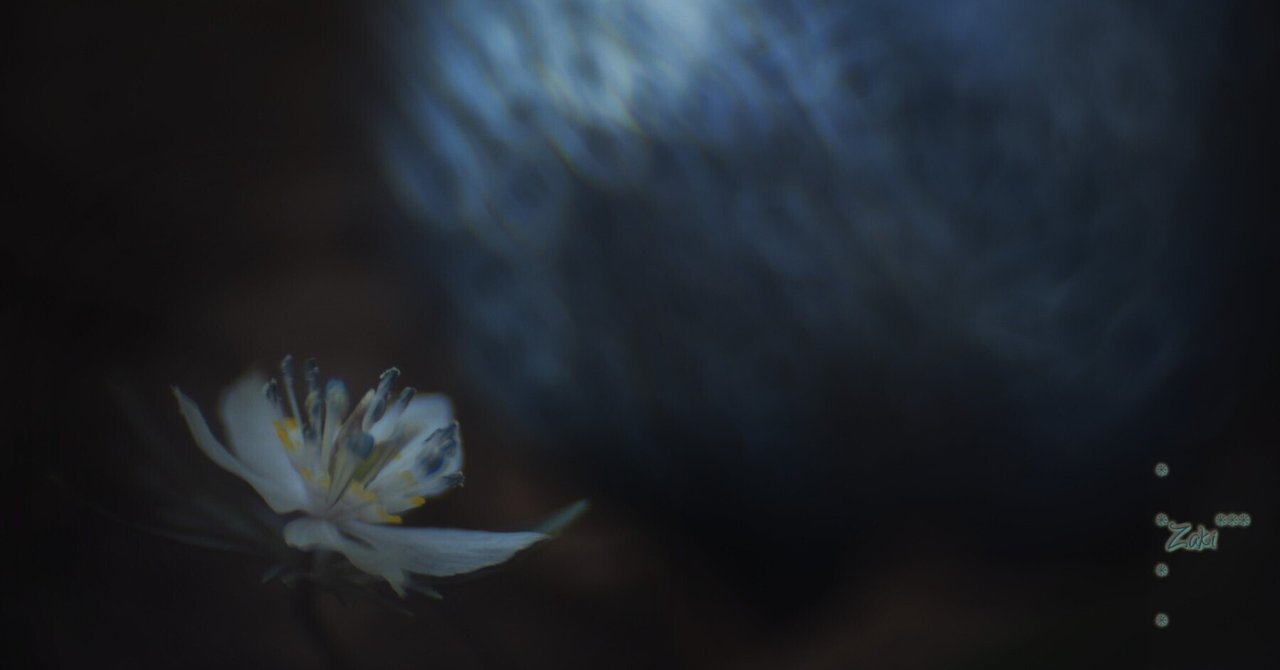 節分草｜K.zaki｜note