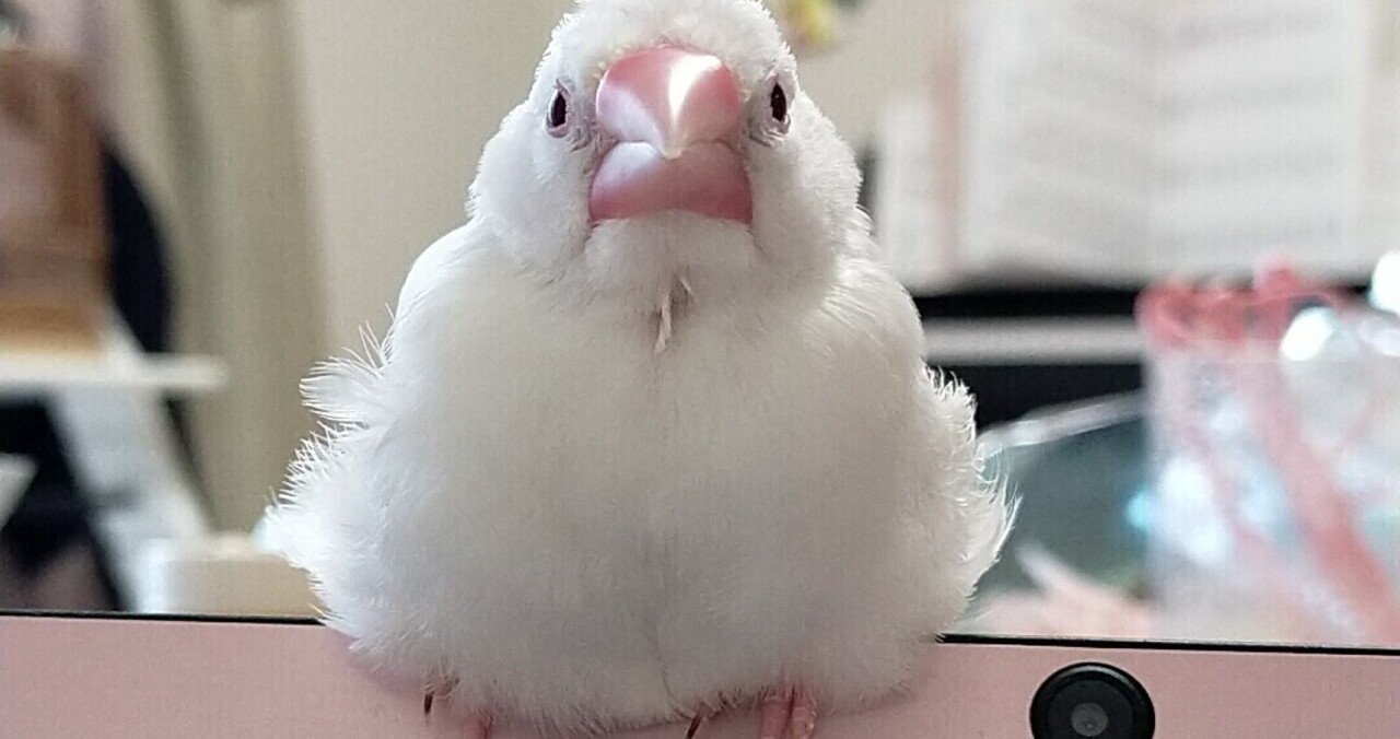 編集ライターmashuの経歴｜mashu｜note