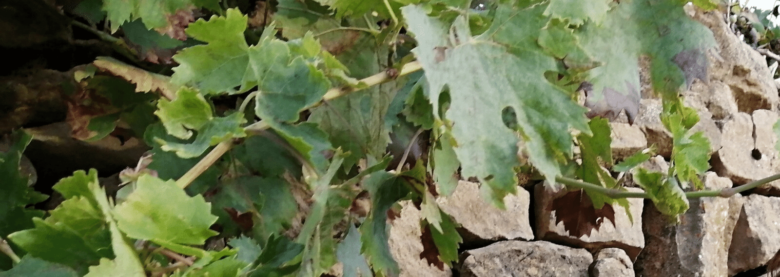 Sacha【スペイン語×英語×日本語】｜note