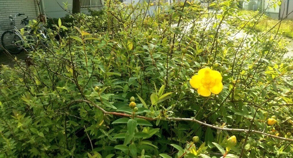 usagi no migite｜note