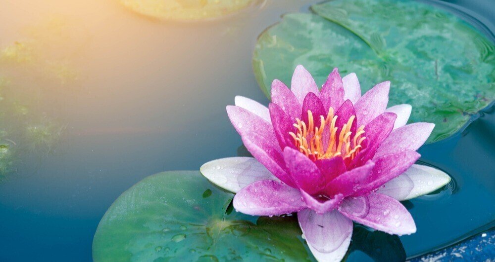 かんだひろし (Hiroshi Kanda)｜note