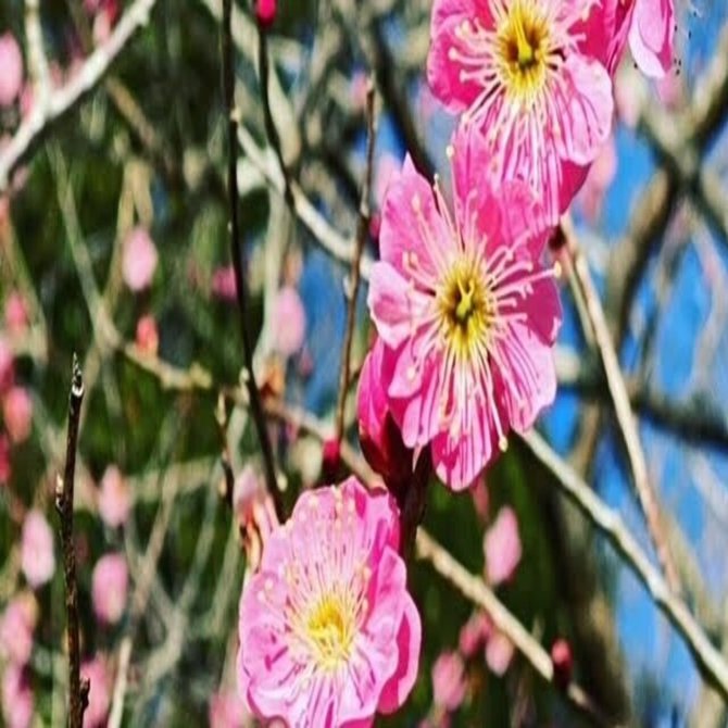 佐倉市に越してきました！｜Mart Takeuchi｜IT職人 元WEBライター、キックボクサー。田舎暮らし満喫中！