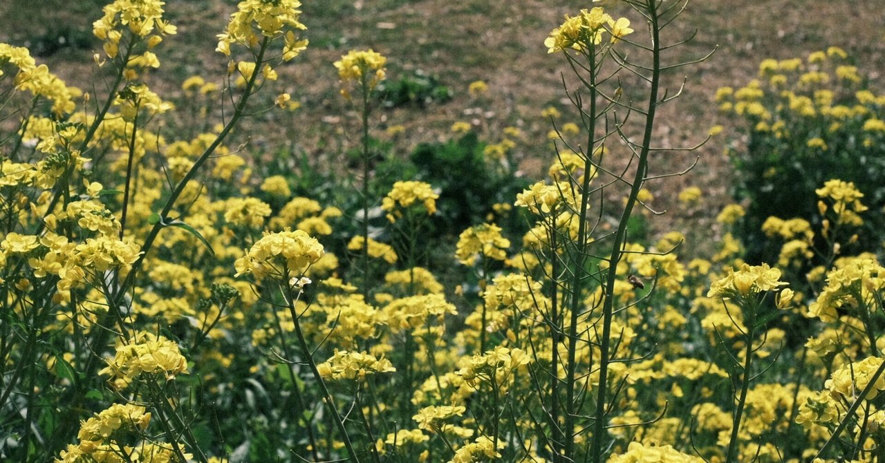 クラシックネガでやや暗めに撮った結果｜utsuno｜note