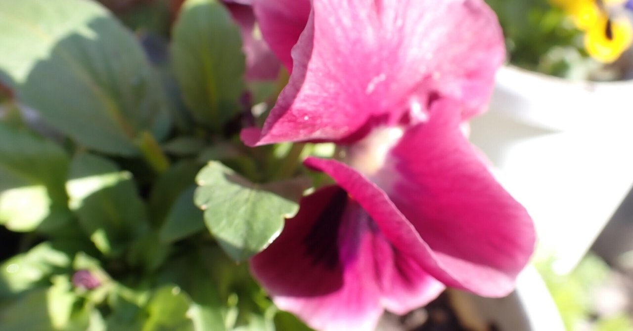 初心者3回目の気分で描く。｜Miu｜note