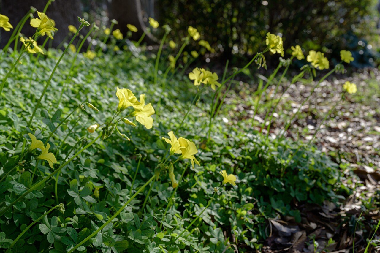 オトギリスの集会｜tottiy_tottiy_｜note