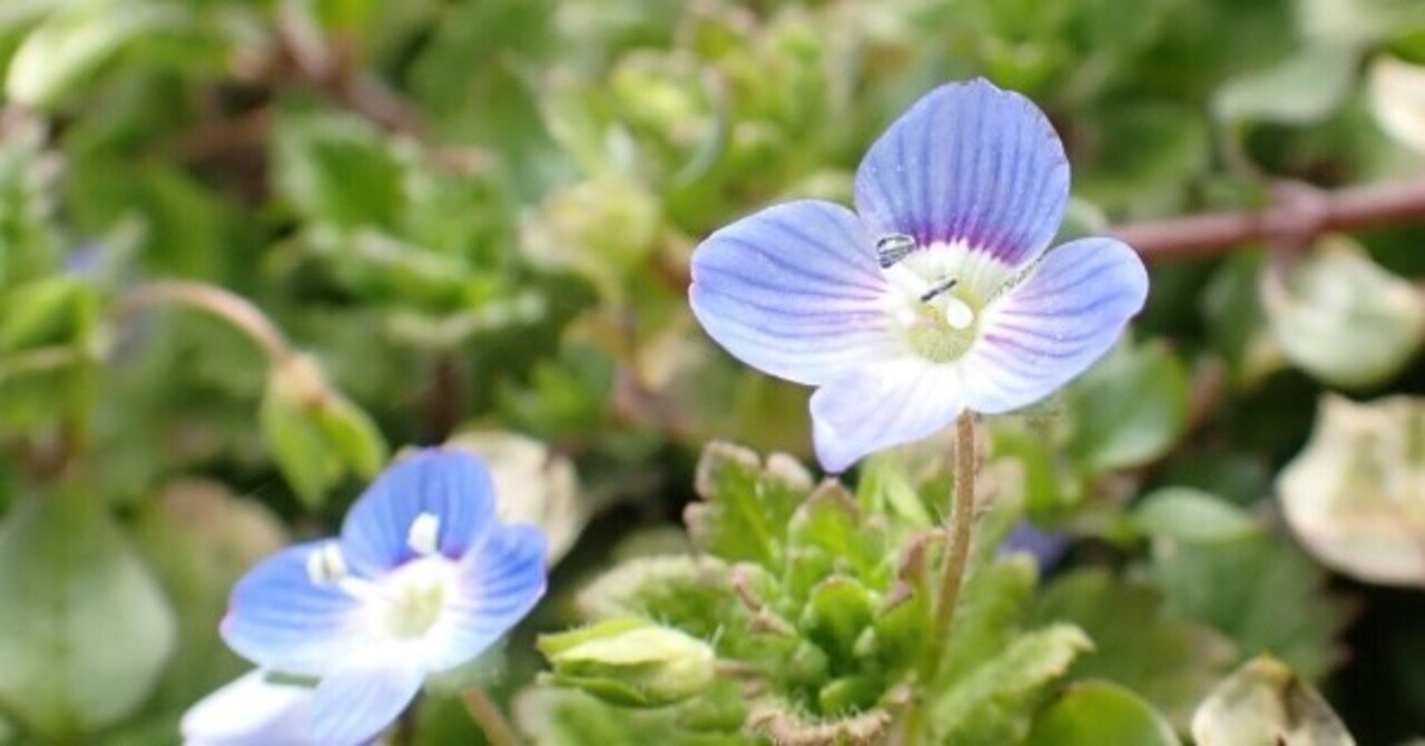 引っ越しました。｜Renault｜note