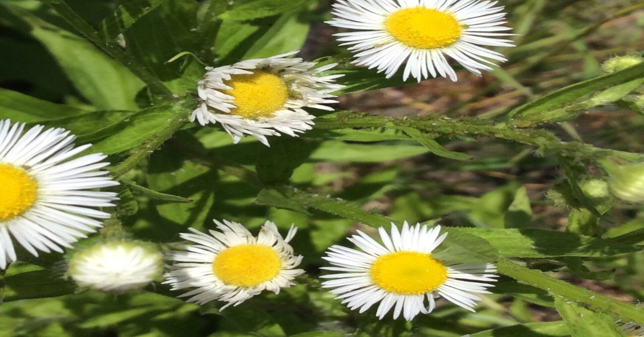 私的ぶつぶつ｜Chie_Matsui｜note