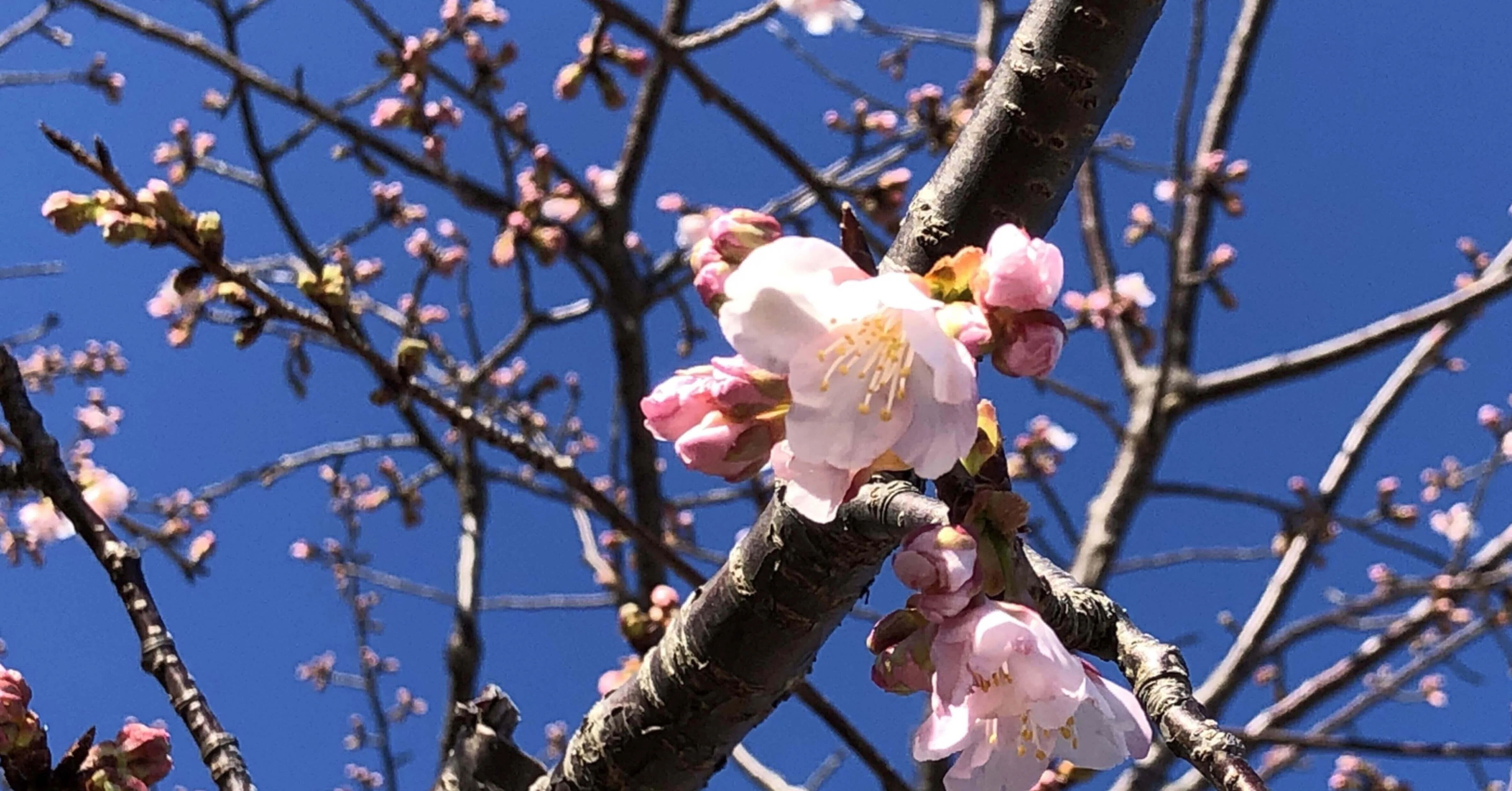 Shimanda｜note