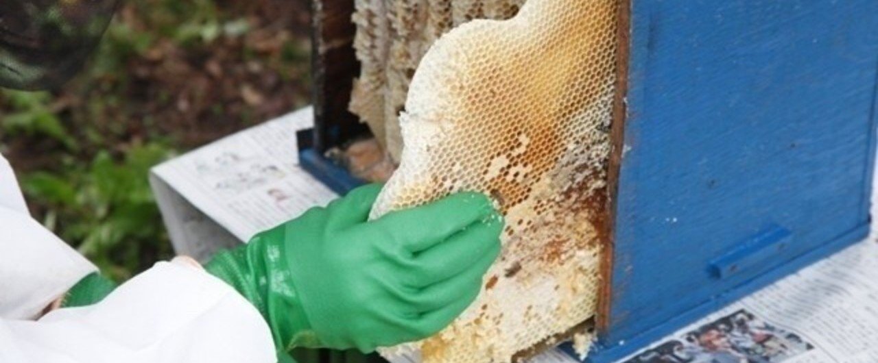 日本蜜蜂巣枠式に移動｜shanthi-usui