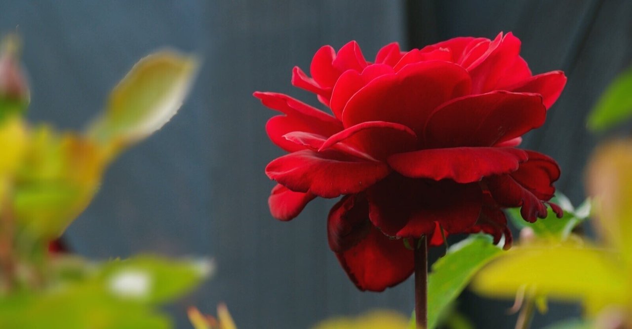 「Shame on me」から考える五条悟の愛し方｜伊緒